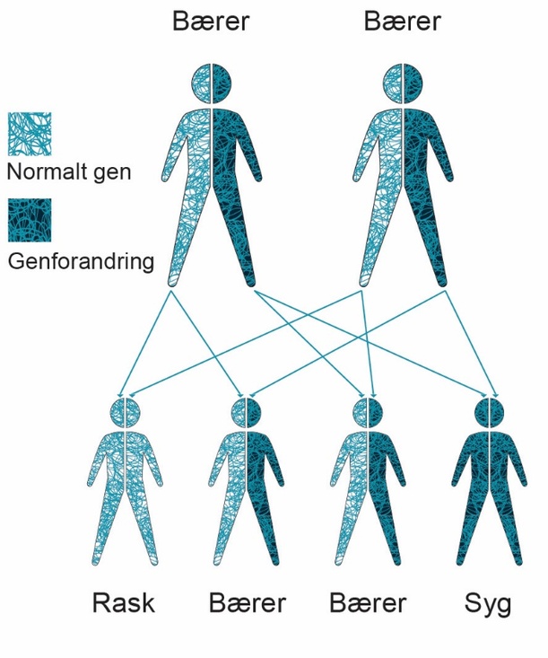 Genetisk udredning ved cystisk fibrose